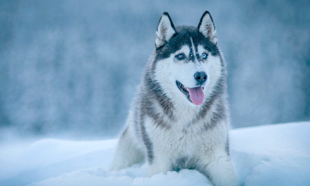 Claviere, bimba morsa al volto dal cane Husky di famiglia