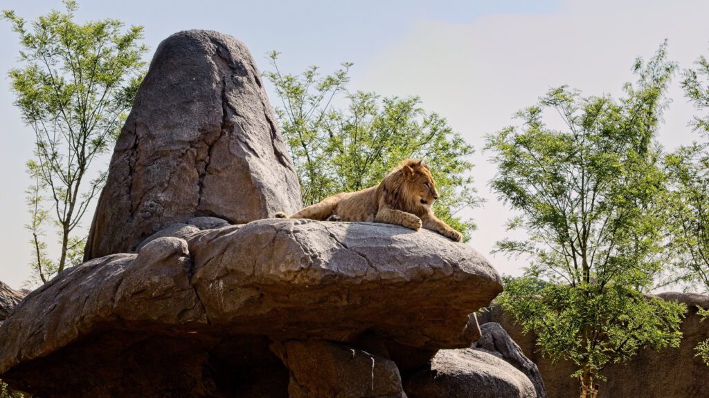 A Zoom Torino sono arrivati i Leoni