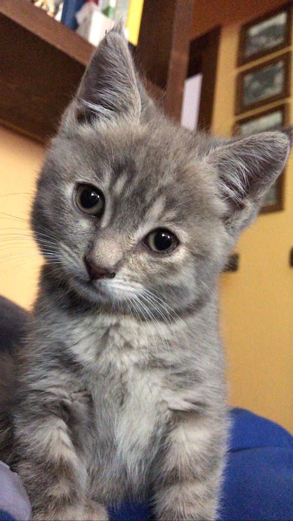 Oggi è la Giornata nazionale del Gatto: quanti ce ne sono in Piemonte?