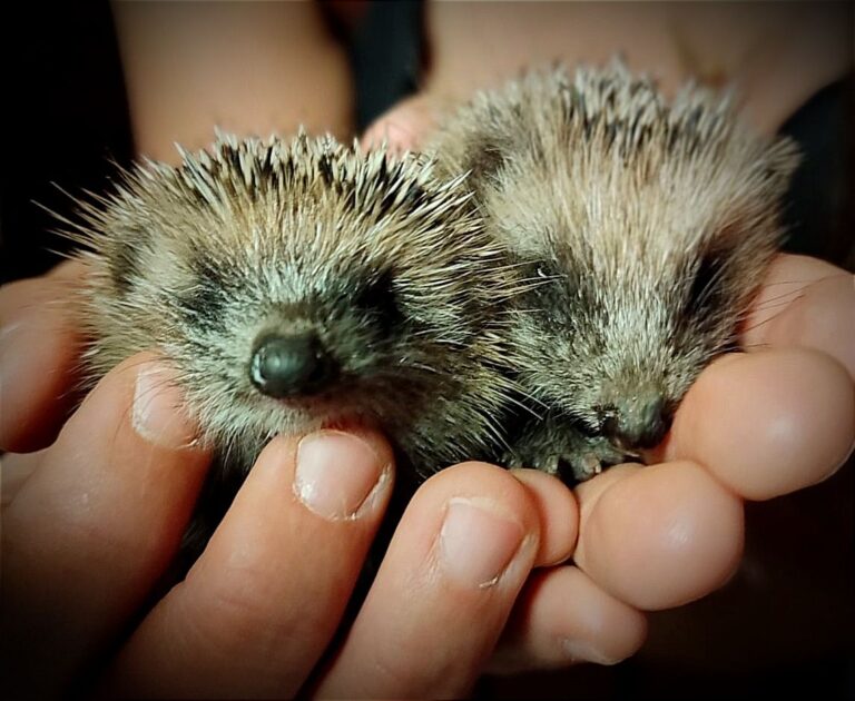 Ricci in emergenza: "La Ninna" non ha mai vissuto un momento così difficile